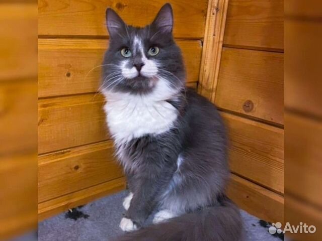 Кошка, пушистая малышка Муся ищет семью