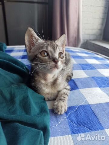 Крошка Ëся ищет дом 2месяца