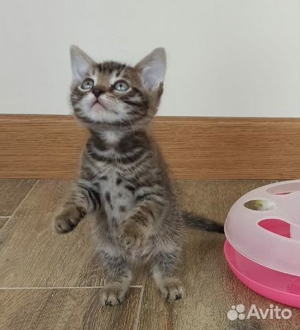 Котенок Тимоша