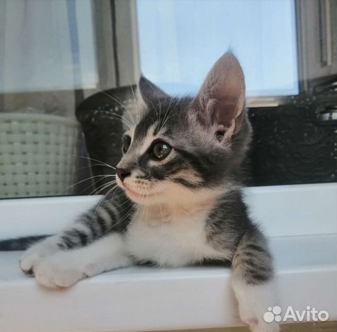 Котёнок золотой характер