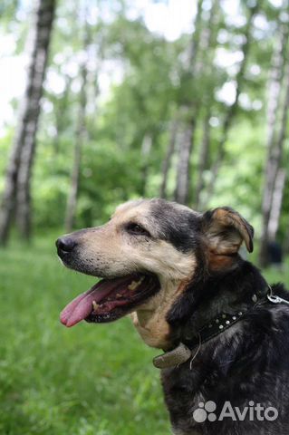 Самый добрый и нежный пёсик
