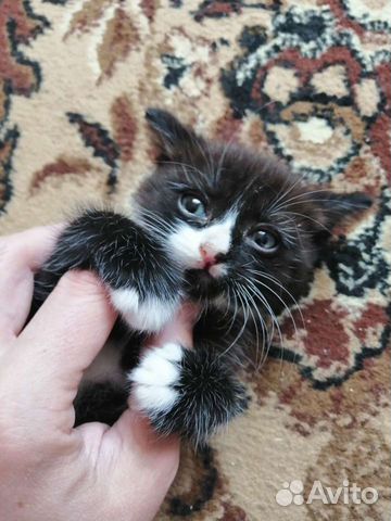 Кошки в добрые руки бесплатно