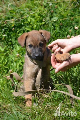 Щенок в добрые руки