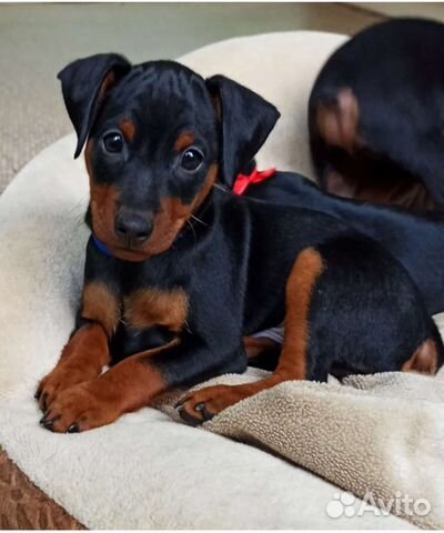 Щенки цвергпинчера