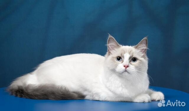 Котята породы рэгдолл