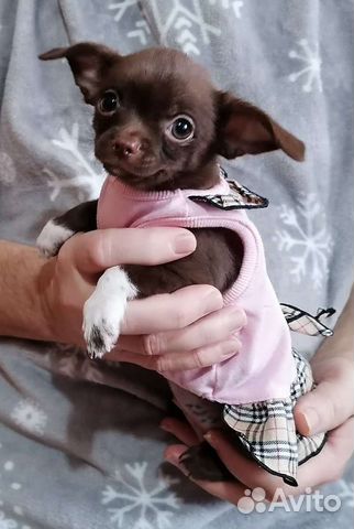 Щенки чихуахуа большой выбор разные цены