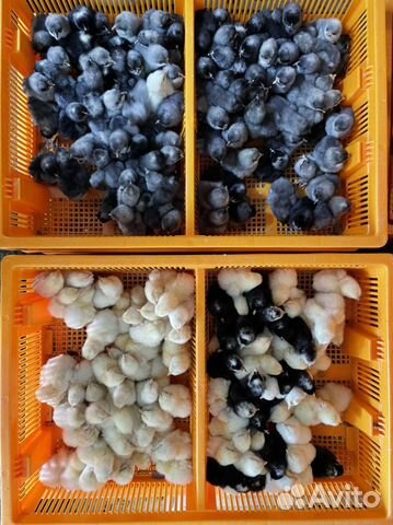 Суточный петушок Доминант