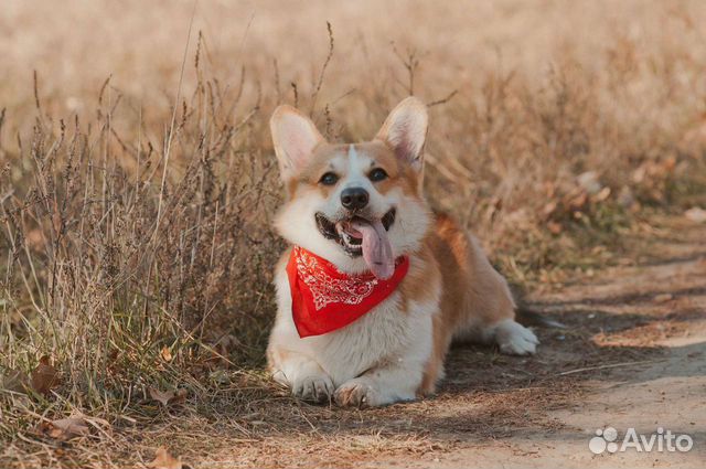 Вязка Вельш Корги Пемброк