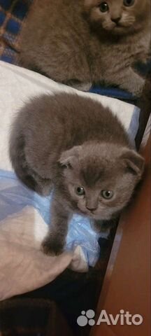 Британские вислоухие котята