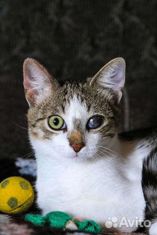 Кошечка 4 мес