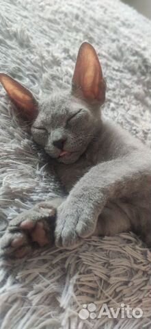 Донской сфинкс браш котята