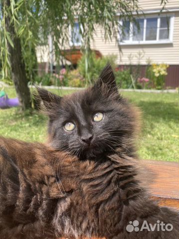 Котёнок