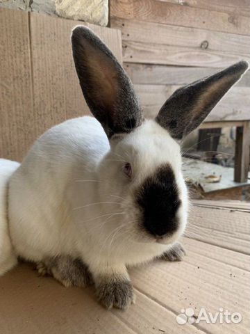 Кролики в разведение