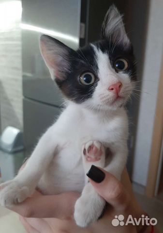 Кошечка в дар бесплатно