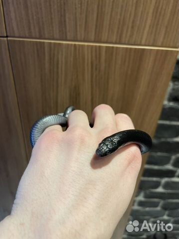 Королевская черная змея