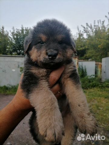 Отдам щенка