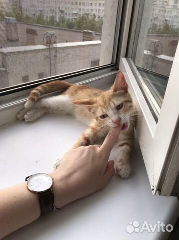 Самый милый которебенок ищет дом