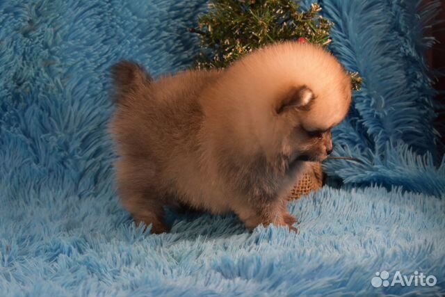 Шпиц - девочка рыжий колобочек