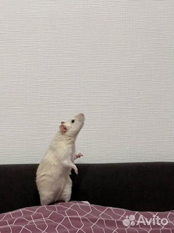 Крыса с клеткой бесплатно