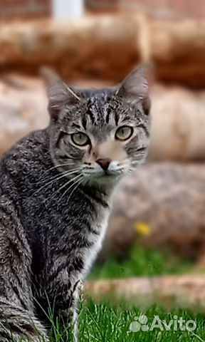 Котика отдаю Можете на время отъезда нам оставлять