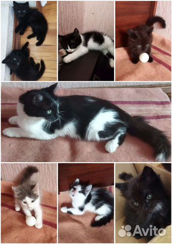 Котята