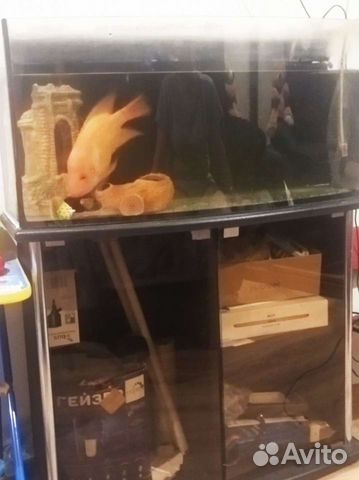 Аквариум