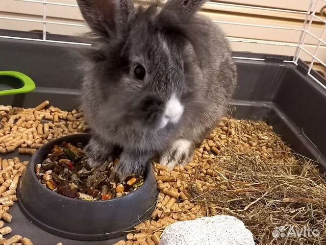 Декоративные кролики