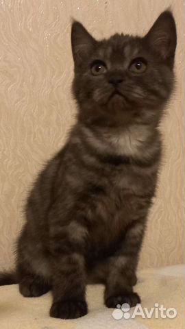 Британские девочки