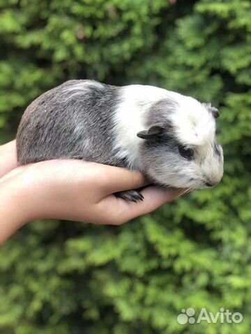 Морские свинки крестед