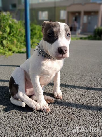 Стаффордширский терьер Щенок