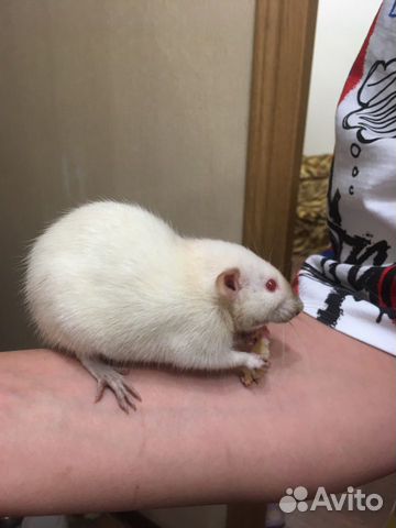 Крыска бесплатно