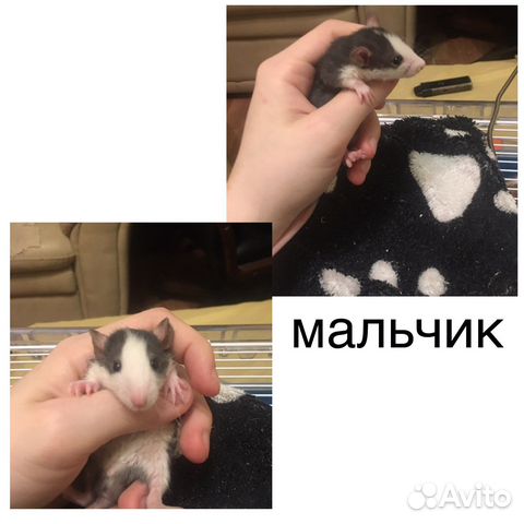 Крыса дамбо хаски, кудрявые, альбиносы