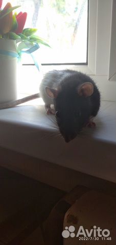 Подарю крыску