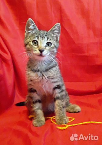 Котенок Тигренок
