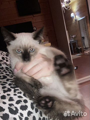 Сиамский котенок бесплатно