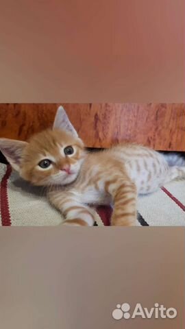 Рыжий котенок в добрые руки