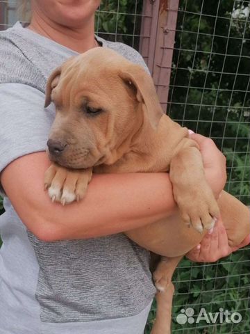 Американский булли xl щенок шоу класса