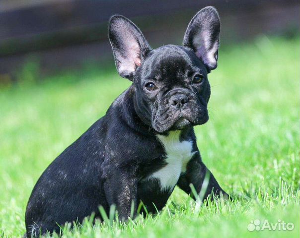 Французский бульдог щенки