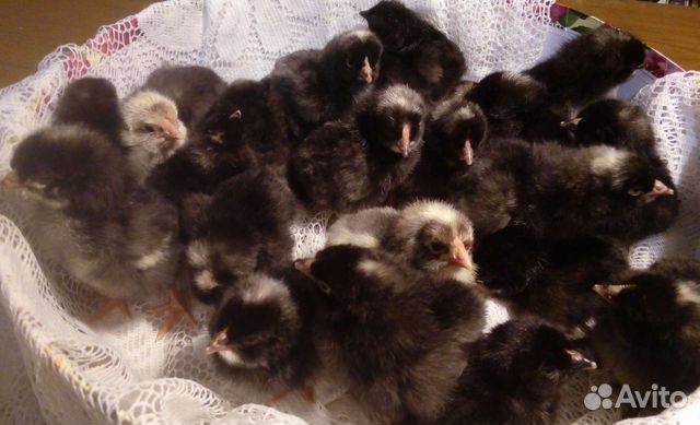 Цыплята суточные