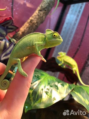 Йеменский хамелеон