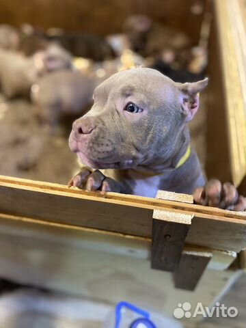 Американский булли покет