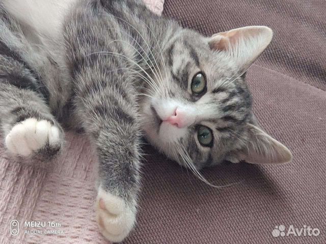 Ласковая кошечка 4 месяца