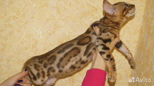 Бенгальские малыши