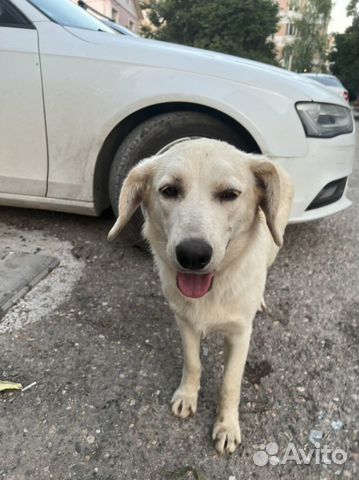 Лабрадор потеряшка