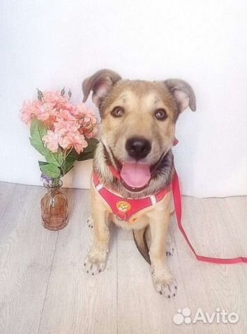 Щенок подросток девочка в добрые руки