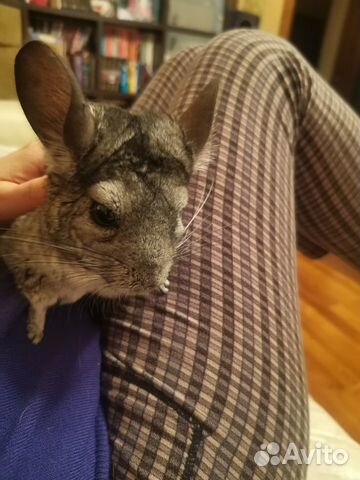 Серебристая шиншилла отдам в добрые руки