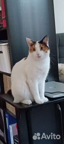 Кошки в добрые руки даром