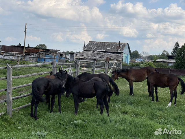 Лошади и жеребцы
