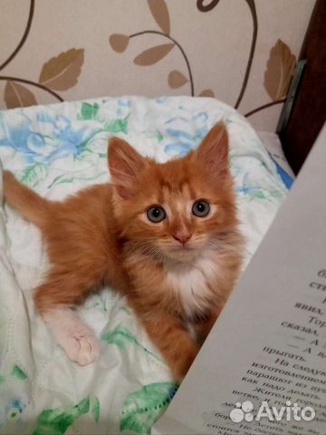 Рыжий котенок в добрые руки