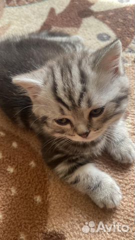 Шотландские котята